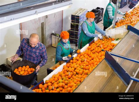 High Angle View Of Group Of People Working On Citrus Sorting Line At Warehouse Checking Quality