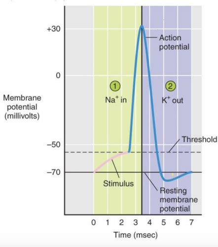 Phsl 201 Final Exam Flashcards Quizlet