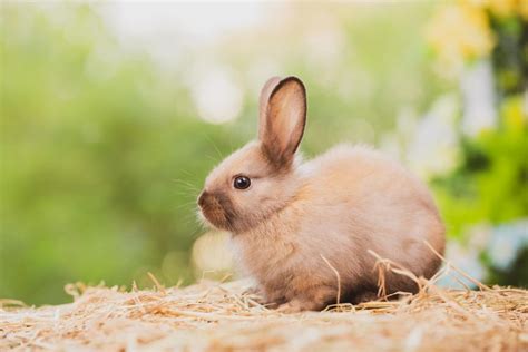 ¿por Qué El Conejo Entierra A Sus Crías Vivas Wakyma