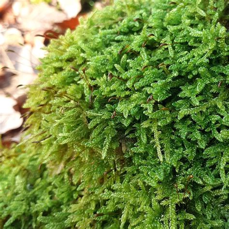 Comprehensive Study Of Feather Moss Introduction Habitat