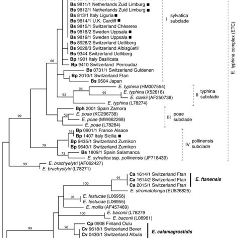 Phylogenetic Tree Inferred From Maximum Likelihood Ml Analysis Of