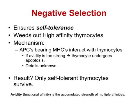 T Cell Development Maturation Activation And Differentiation Pptx