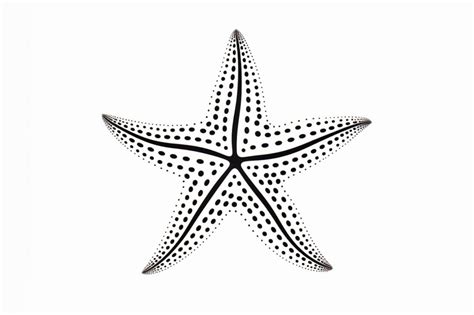 How To Draw A Starfish Yonderoo