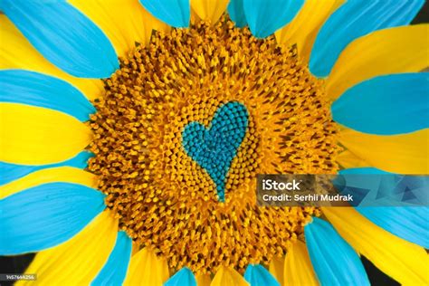 노란색과 파란색 꽃잎이있는 해바라기 우크라이나의 국기의 색상입니다 노란 꽃에 푸른 마음입니다 우크라이나의 가톨릭과 독립의 개념 Independence Day Of