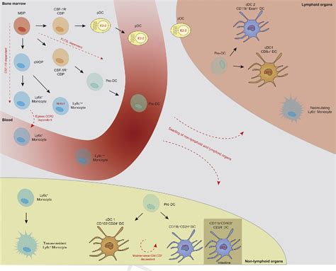 Figure 1 From Dendritic Cells And Monocyte Derived Cells Two