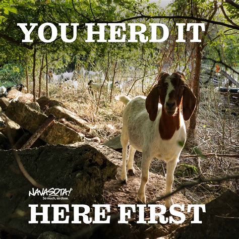 Bobbie Lehrmann On Linkedin The Herd Is Headed To Navasota This Weekend 🐐