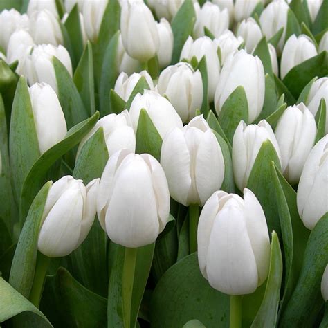 Почему Белые Картинки – Telegraph