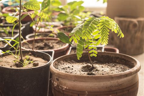 8 растений которые нельзя держать дома если не хотите разрушить