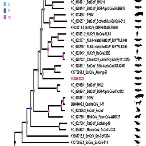Phylogenetic Tree Representing The Relationship Among Species And Their