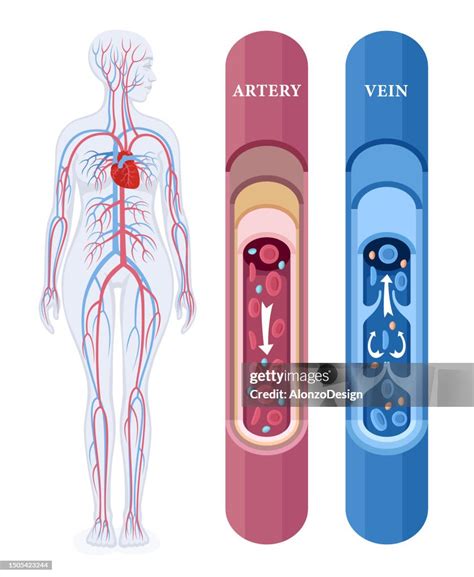 Human Circulatory System Female Body Vascular Blood Flow Through The