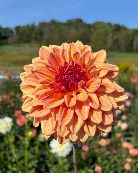 Fercliff Copper Driftless Dahlia Farm