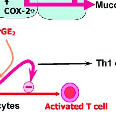 Schematic Overview Of The Roles Of Prostanoid Receptor Signaling