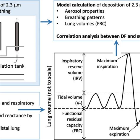 Study Overview And Graphical Definition Of Lung Function Parameters Download Scientific Diagram