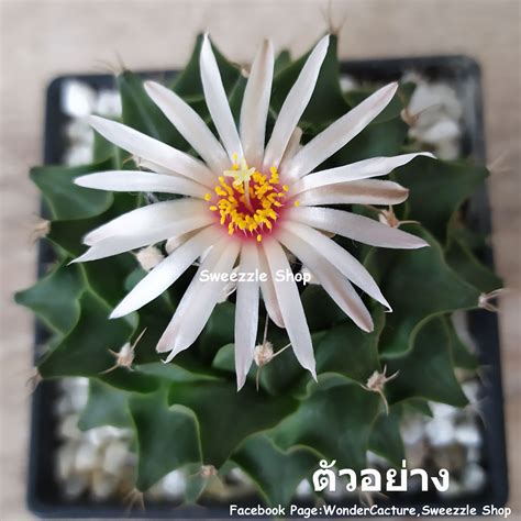Cactus ต้นแคคตัส กระบองเพชร โอพันเทียหูกระต่าย หูมิ๊กกี้เมาท์ แดง เกรดส่งออก คัดพิเศษ จัดส่ง