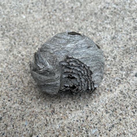 Real Wasp Nest Whole Wasp Nest Bees Nest Bee Hive Rustic Decor Paper Wasp Nest Hornets