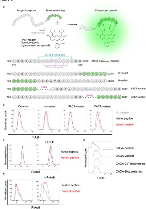 Tumor Microenvironmental Influences On Dendritic Cell And T Cell