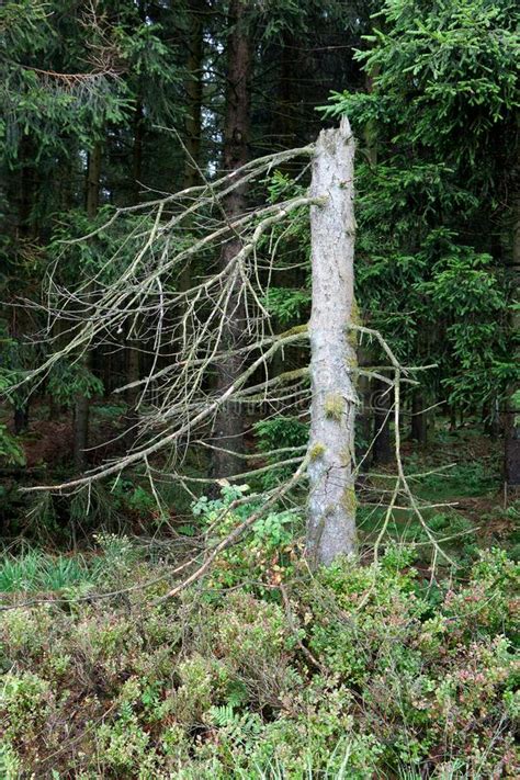 Pine Tree Trunk High Fens Landscape Botrange Belgium Stock Image