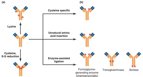 Antibody Drug Conjugates Adcs Boc Sciences