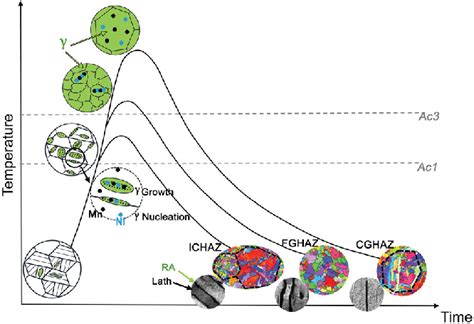 Schematic Illustration Of Microstructural Evolution In Haz Download Scientific Diagram