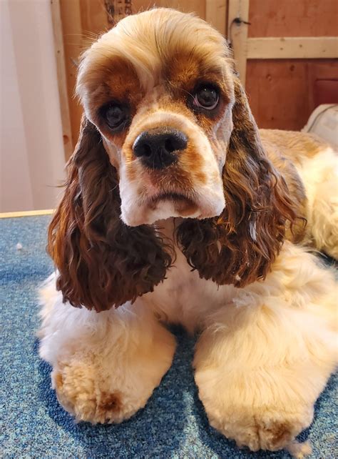 Full Grown Cocker Spaniels Domesticlife Cocker Spaniels