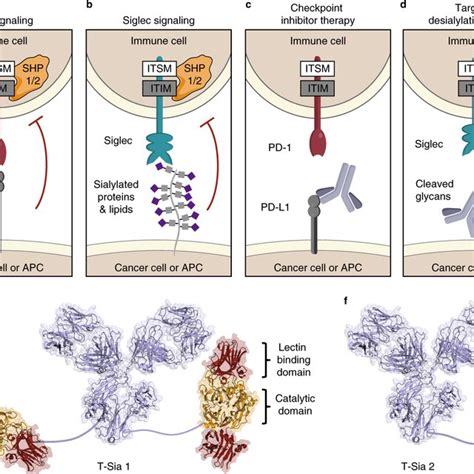 Targeted Desialylation Of Siglec Ligands With The Antibodyenzyme