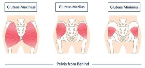 Gluteal Muscles Diagram Sobotta 1909 Fig295 Muscles Of The Gluteal