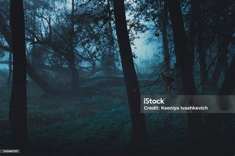 Stranger Forest In A Fog Fairy Mysterious Forest Mystical Atmosphere