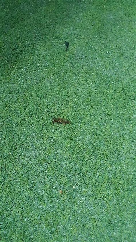 What Is This Thing R Whatisthisbug