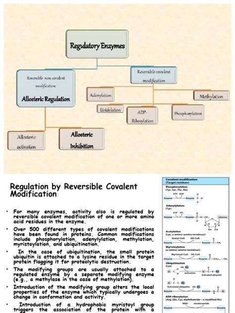 Regulatory Enzymes Pdf Enzyme Phosphorylation