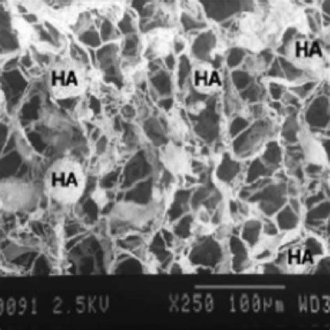 Scanning Electron Microscope Sem Graphs Of A Collagen Hap Scaffold 1 Download Scientific