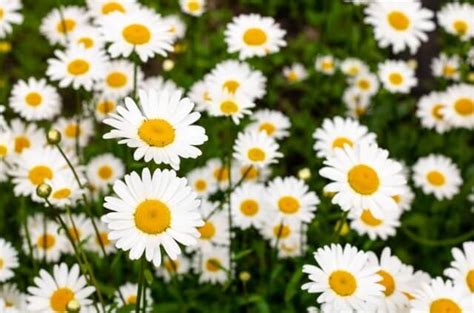 ᐅ Warum Bekommen Margeriten Gelbe Blätter Wichtige Hinweise