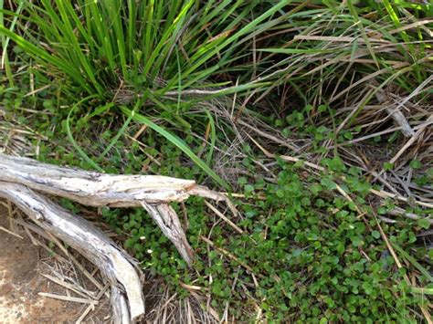 Lake Seppings Bird Walk