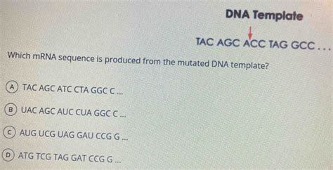Solved Dna Template Tac Agc Acc Tag Gcc Which Mrna Sequence Is