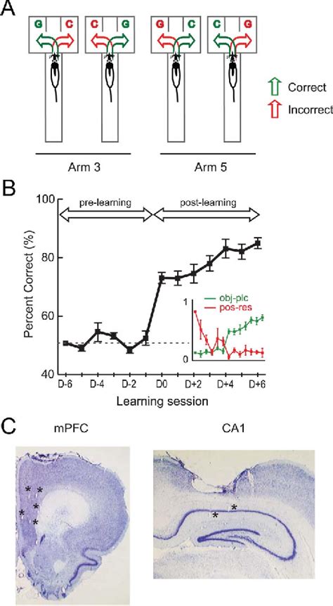 Figure 1 From Neural Correlates Of Object In Place Learning In