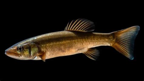 검은 배경에 헤엄치는 검은 물고기 검은 물고기 그림 배경 일러스트 및 사진 무료 다운로드 Pngtree