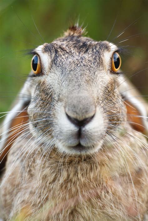 Black Tailed Jackrabbit Friday Photo Jay Goodrich