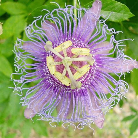 Passiflora Incarnata Trellis