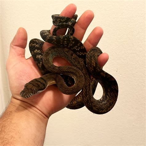 Wamena Barneck Python Scrub Python By Noahs Ark Reptiles