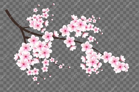 Premium Vector Vector Cherry Blossom Branch With Sakura Flower And Cherry Bud Cherry Blossom