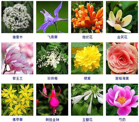 花的种类花朵 花的种类最多 大山谷图库