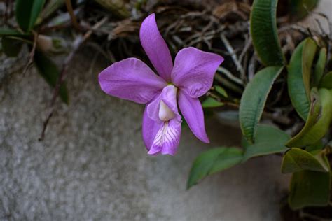Cataleya Colombian Flower Meaning Best Flower Site
