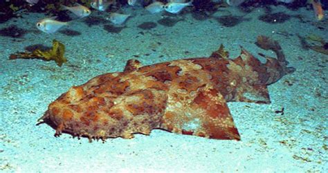 Wobbegong Shark Bites Australian Museum Cashier The Australian Museum