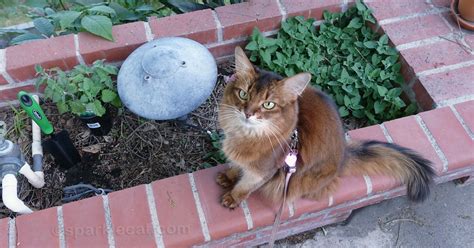 Planting My New Catnip Summers Fabulous Cat Life