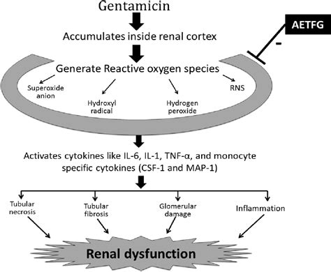 Figure 1 From Attenuation Of Gentamicin Induced Nephrotoxicity In Rats