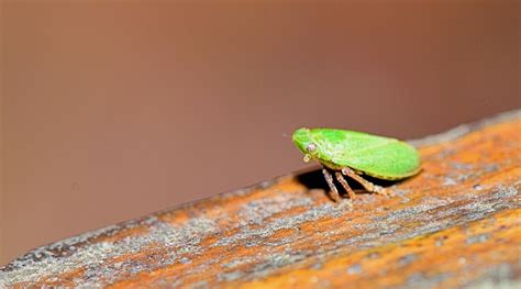 Insectstingmacrostrange Insectreproduction Free Image From