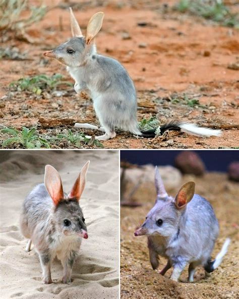 1 Minute 🔥 This Is The Bilby A Tiny Desert Dweller 😍 Native To