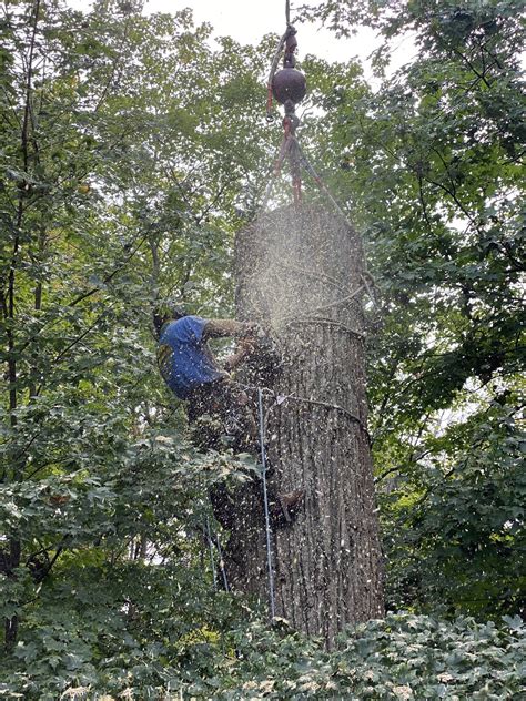 Tree Services Wayne NJ Mountain View Tree Service