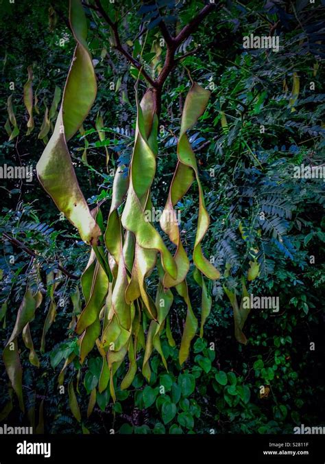 Hanging Seed Pods High Resolution Stock Photography And Images Alamy