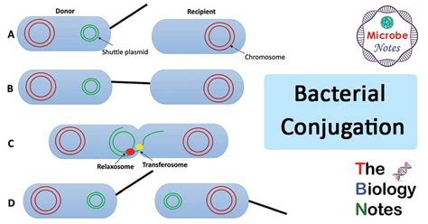 Bacterial Conjugation Definition Principle Process Examples