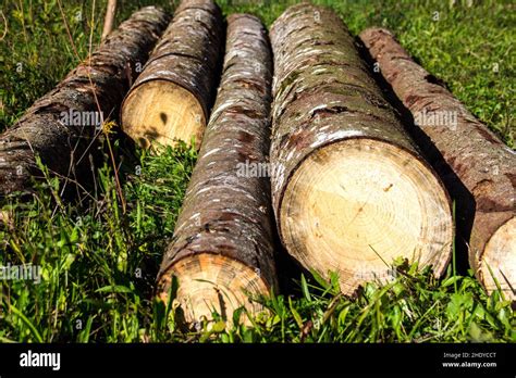 Tree Trunk Timber Industry Trunks Lumber Industry Timber Industries